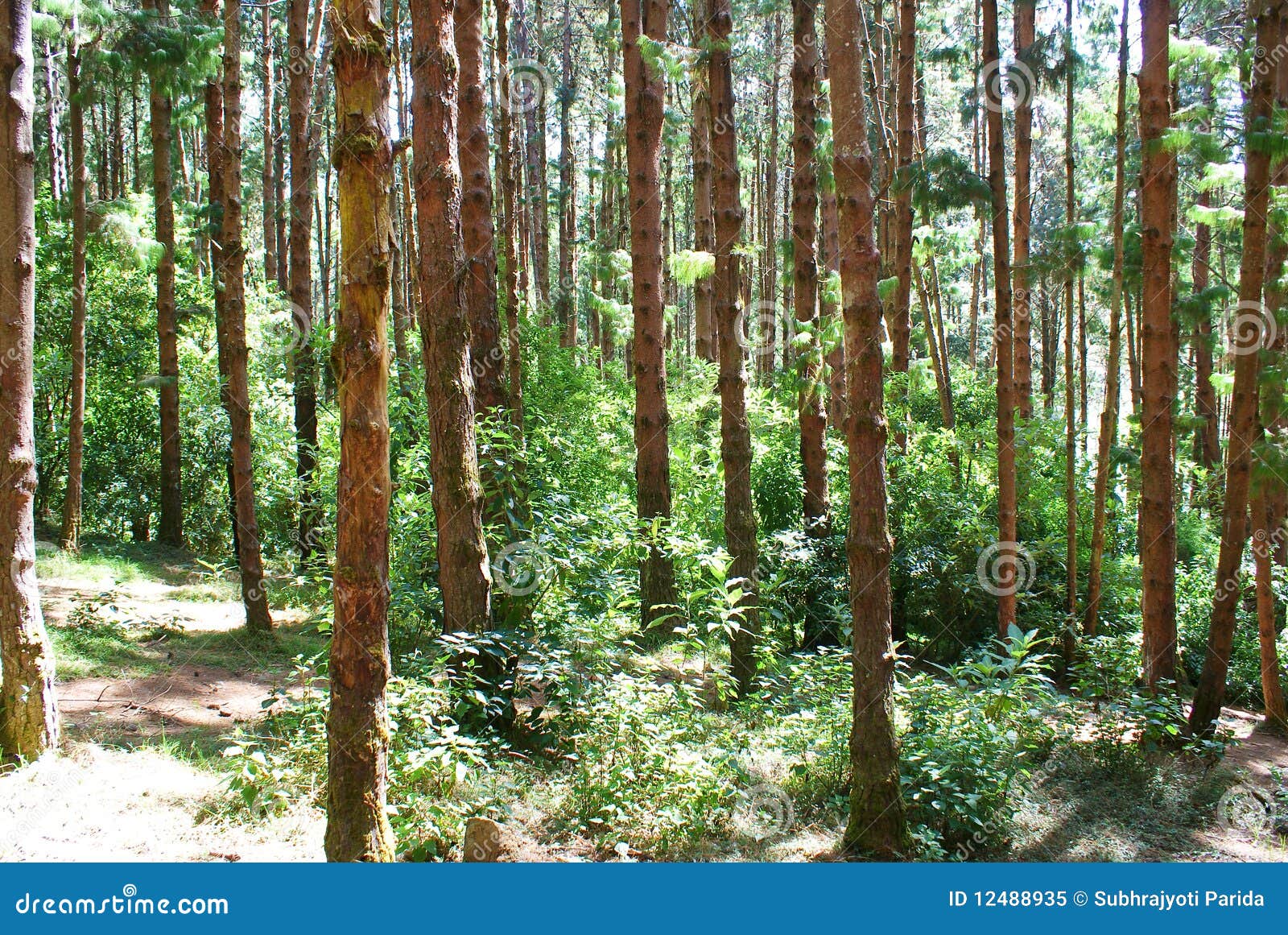 Foresta verde densa immagine stock. Immagine di verde - 12488935