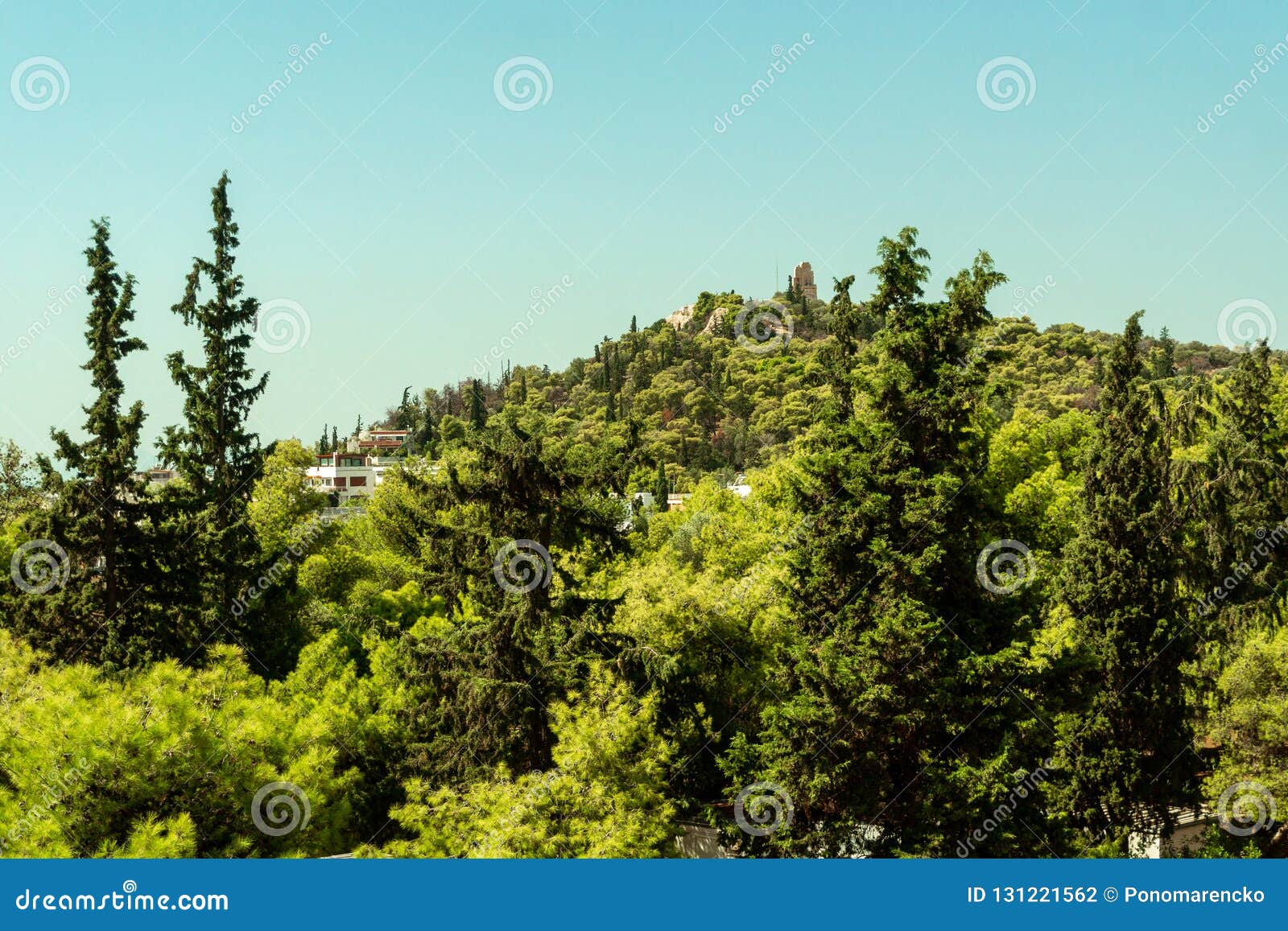 Foresta Verde Di Bellezza Nelle Montagne Fotografia Stock - Immagine di ...