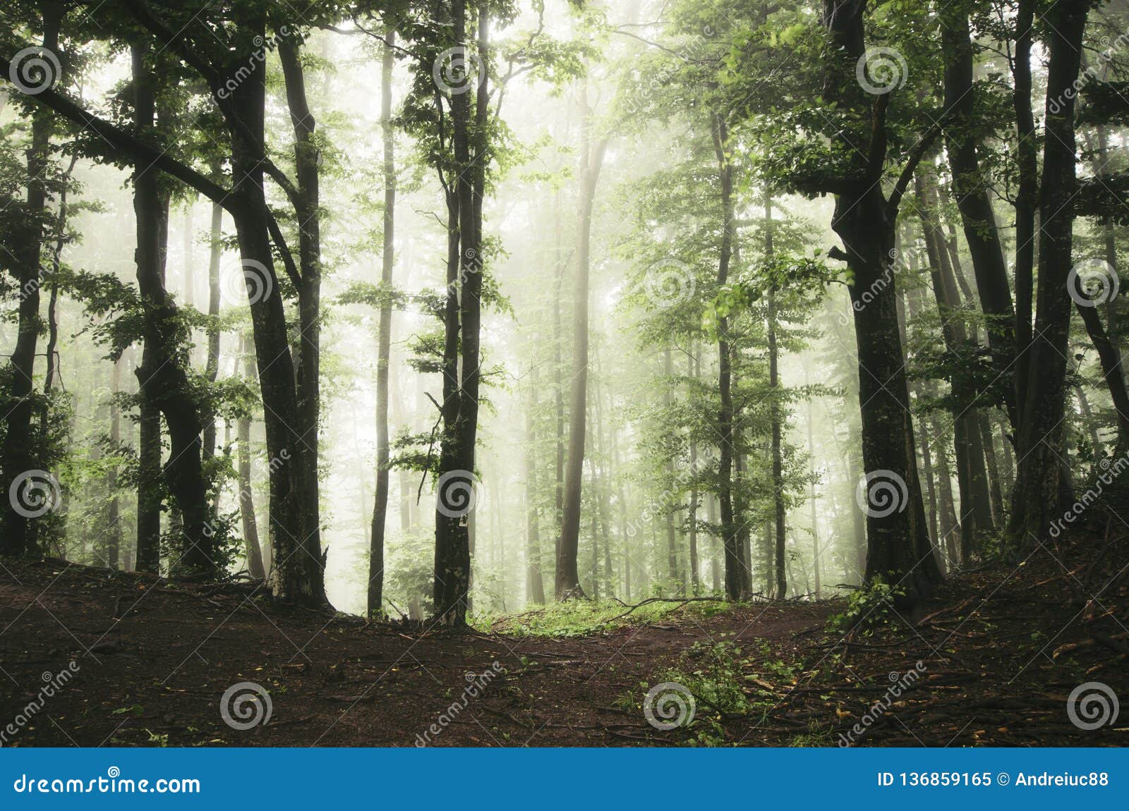 Foresta Verde Incantata Con Nebbia Immagine Stock - Immagine di ...