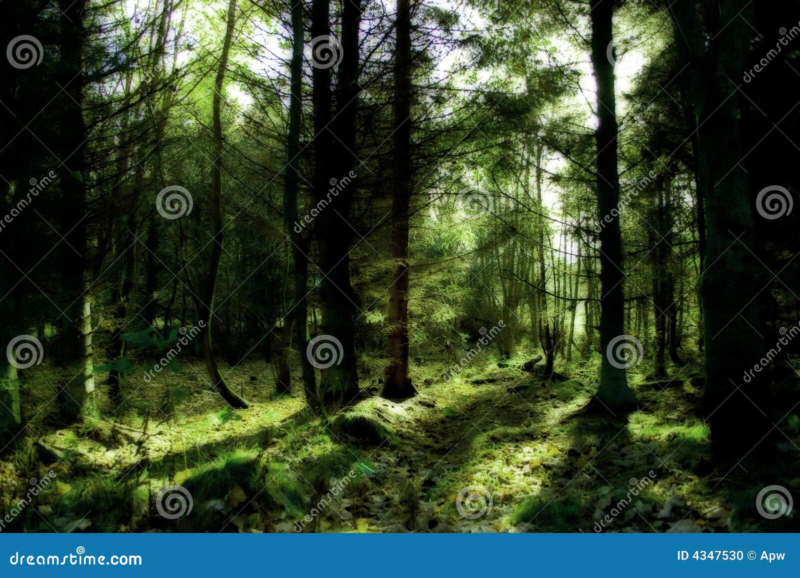 Foresta verde mistica fotografia stock. Immagine di indietro - 4347530
