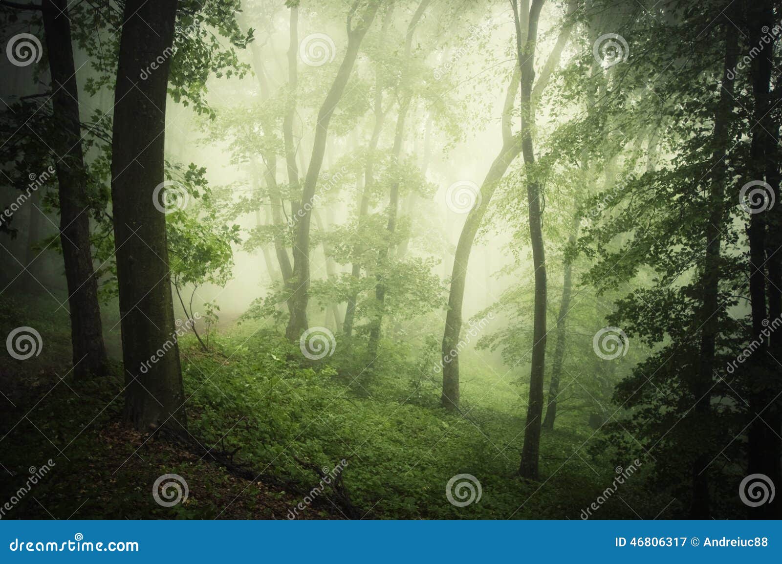 Foresta verde nebbiosa immagine stock. Immagine di acquavite - 46806317