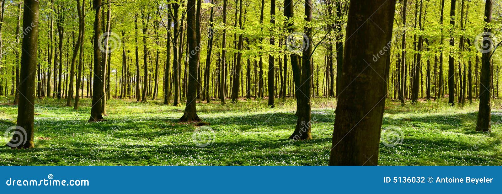 Foresta verde in primavera fotografia stock. Immagine di clorofilla ...