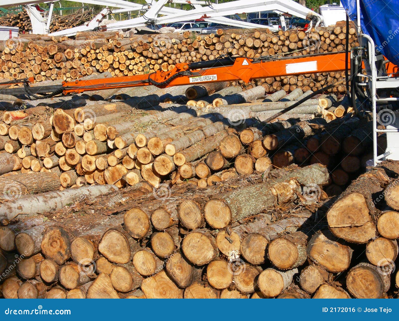 Forestal production stock photo. Image of forest, forestal - 2172016