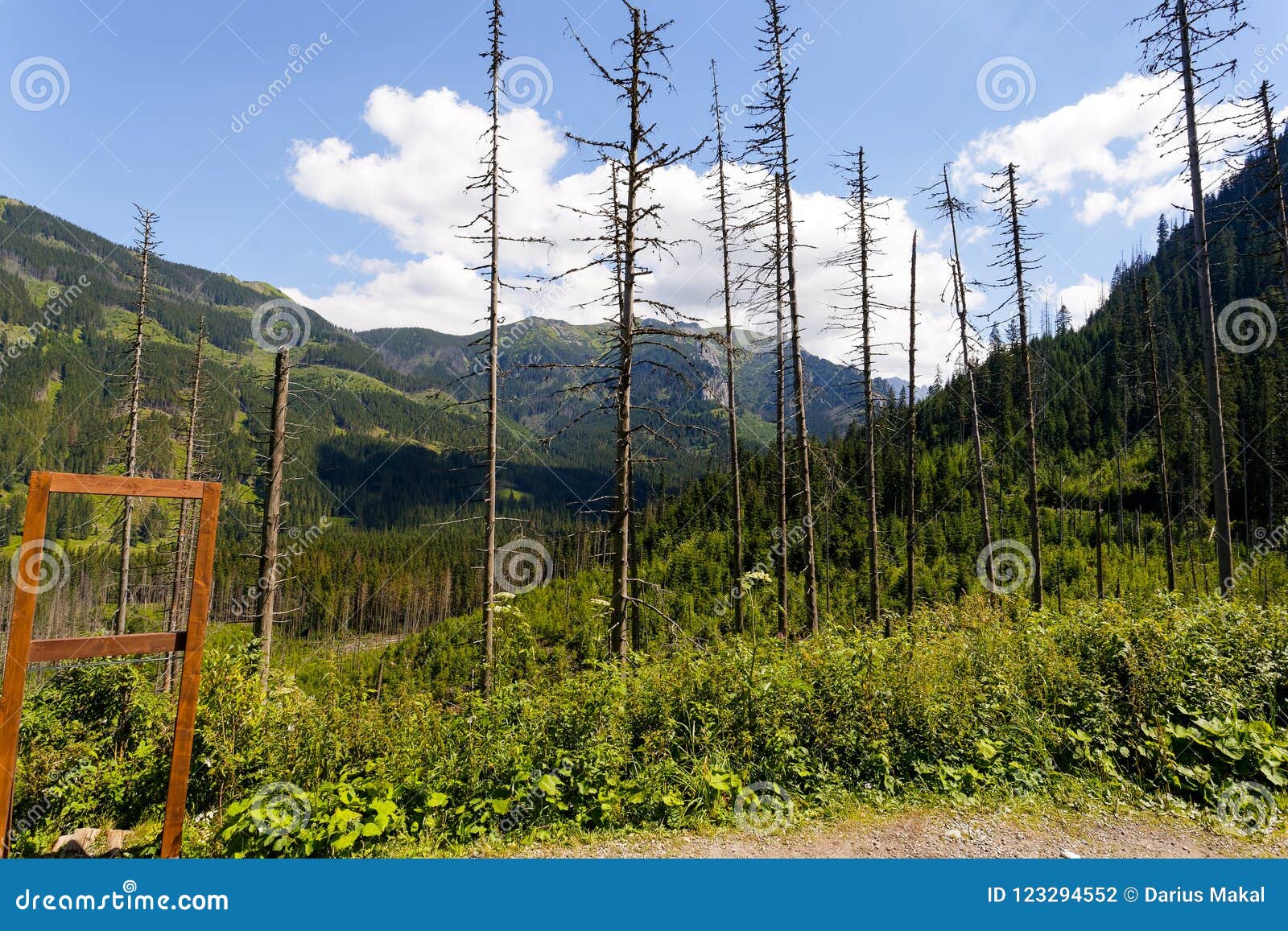Forestation Issues in the Mountains Stock Photo - Image of leaf, color ...