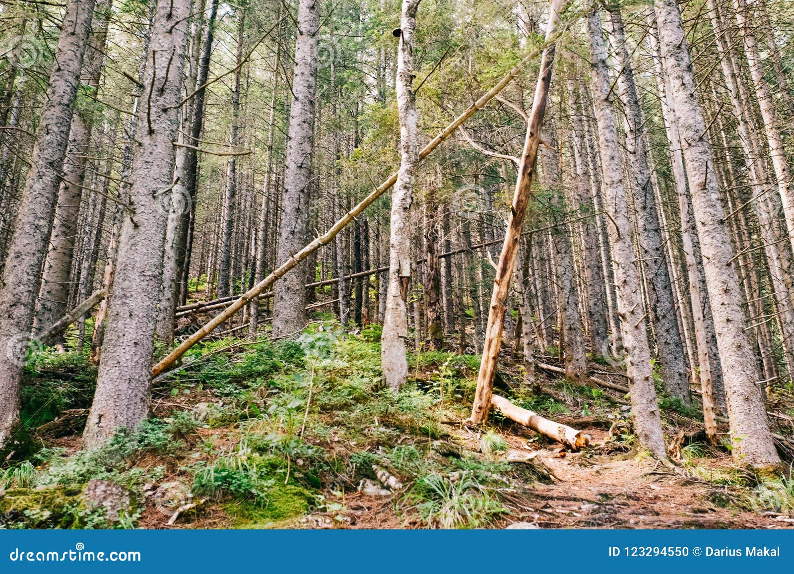 Forestation Issues in the Mountains Stock Photo - Image of iddylic ...