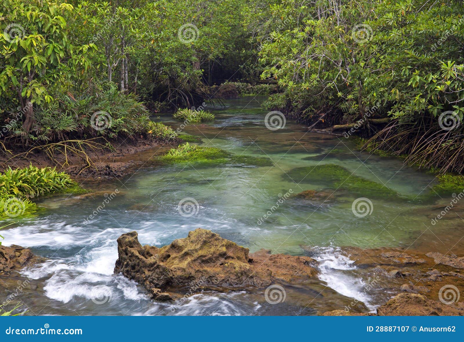 Foreste Della Mangrovia Con Il Fiume Immagine Stock - Immagine di ...