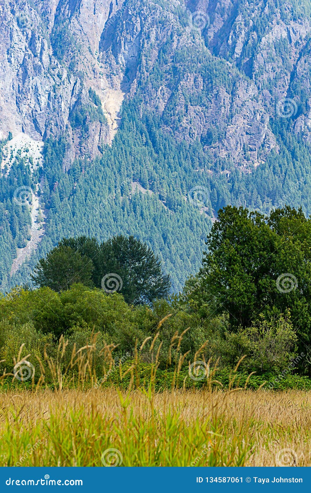 Forested Cliffside Climb Up Away from Meadow and Tree Stock Image ...