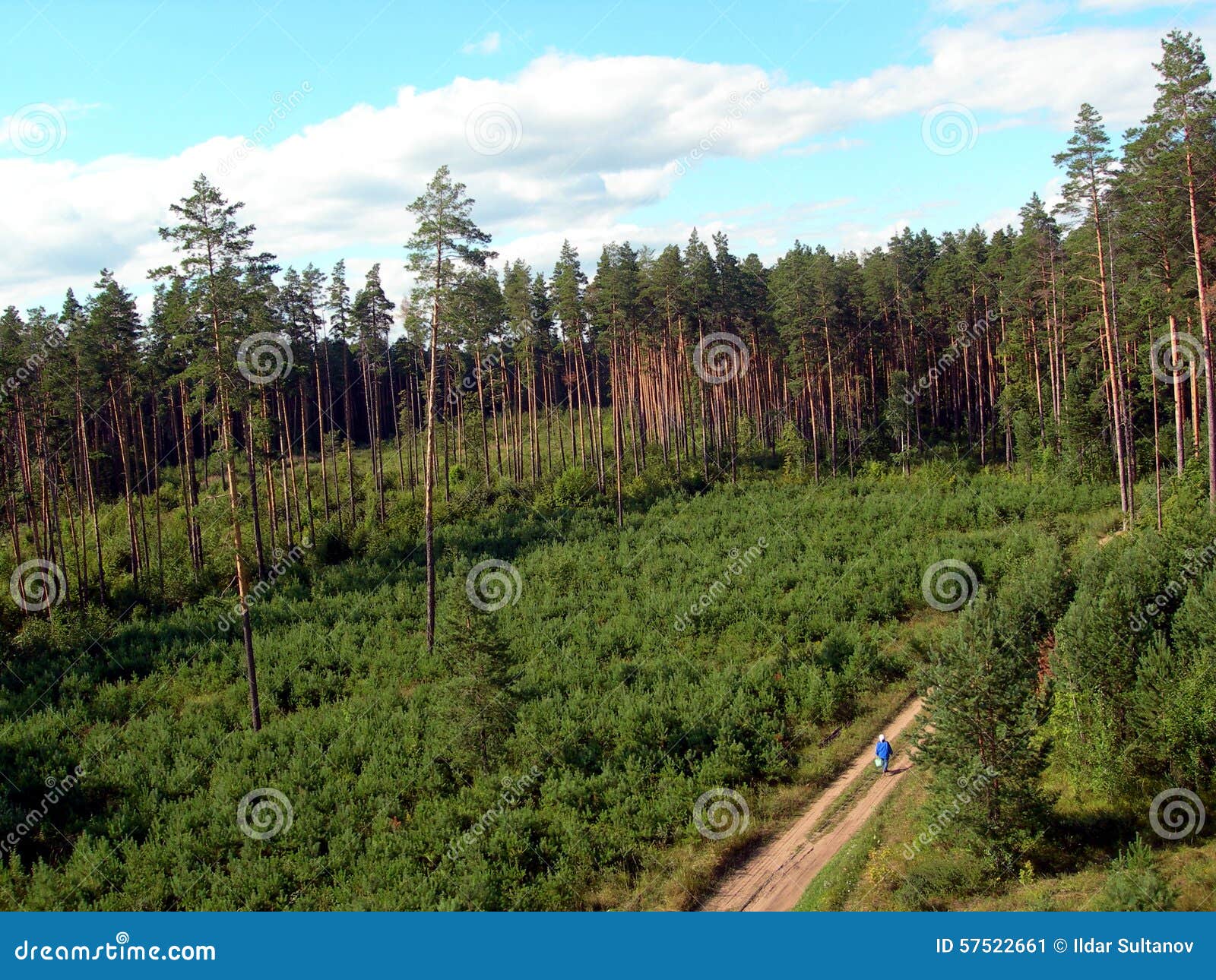 Forested foothill stock image. Image of summer, grass - 57522661