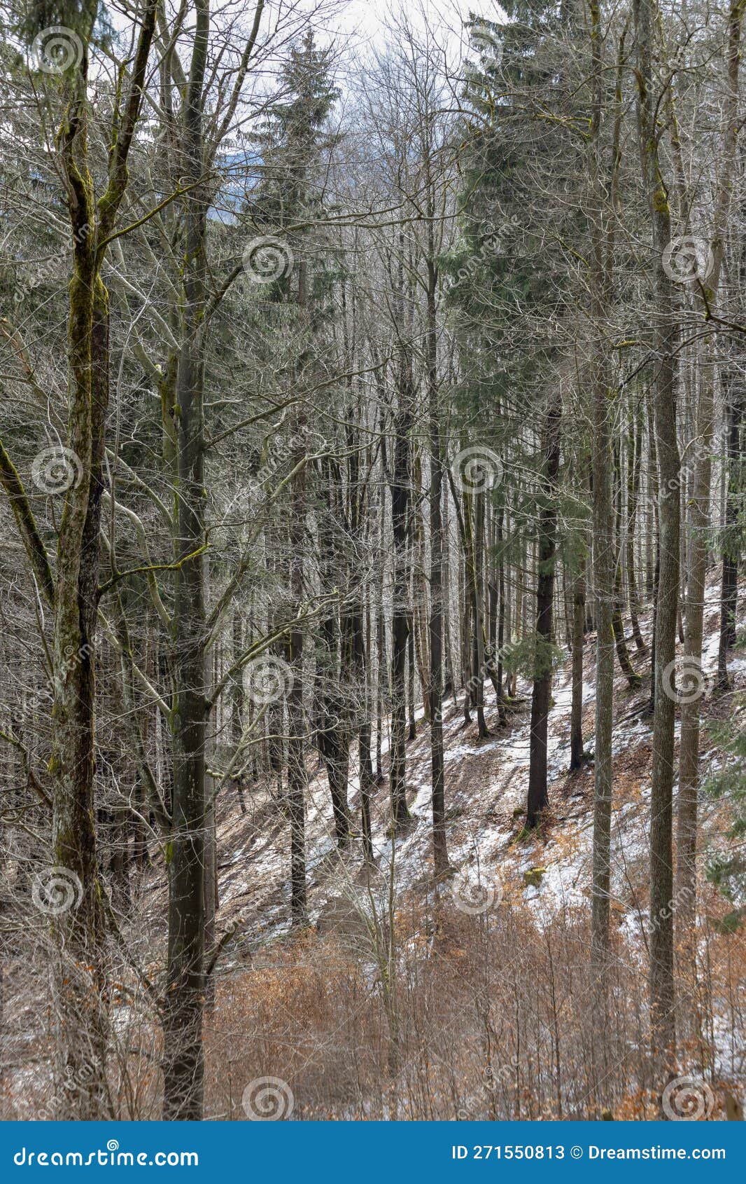 Forested Hillside in the Mountains, Deciduous and Coniferous Trees ...