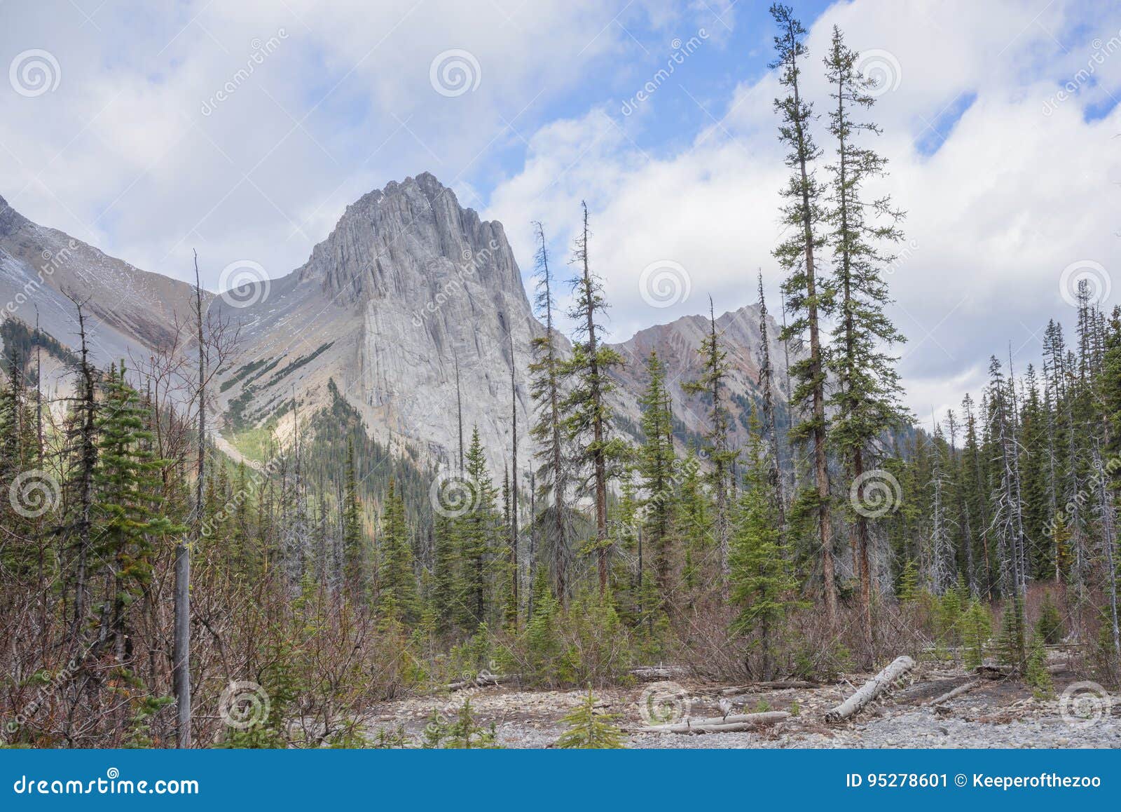 Forested Mountains Landscape, Burstall Pass. Stock Image - Image of ...