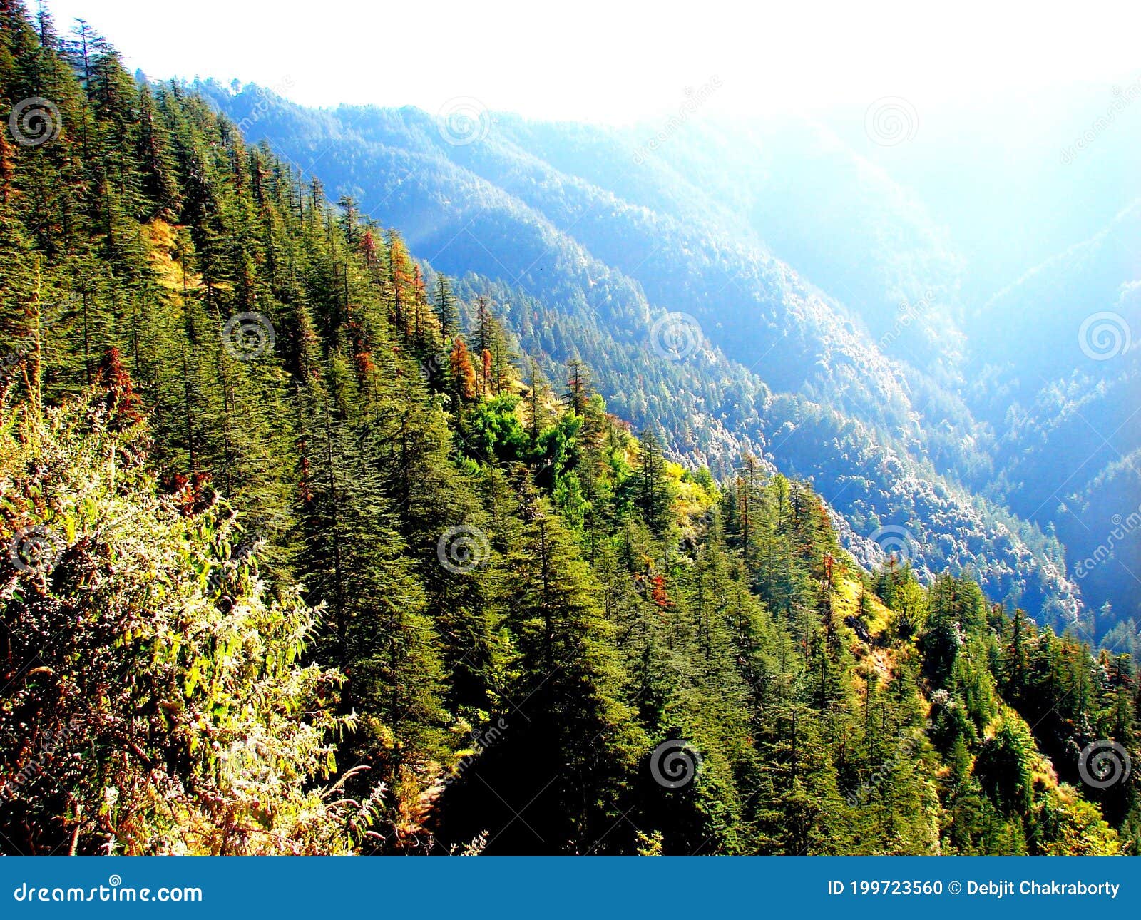 Forested shimla landscape stock photo. Image of forest - 199723560