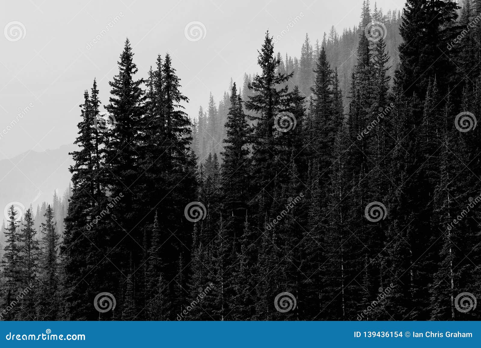 Forested Valley Canadian Rockies Stock Photo - Image of nature, banff ...