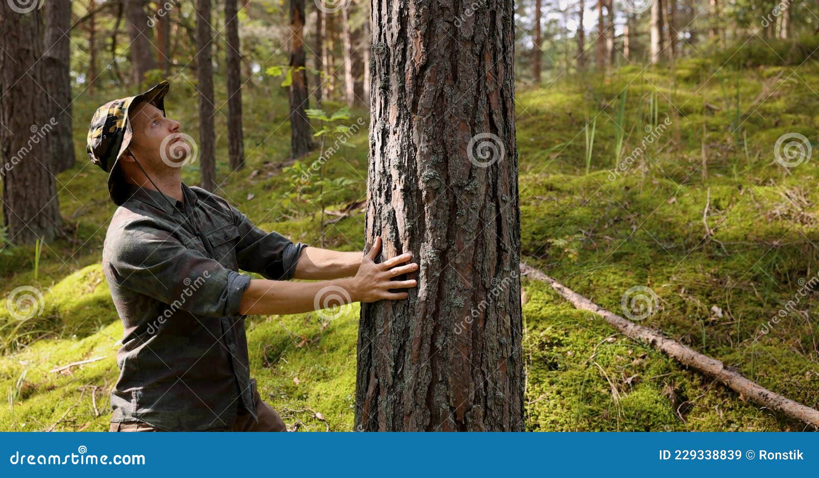 Forester Checking the Pine Tree Trunk Quality. Renewable Resources and ...