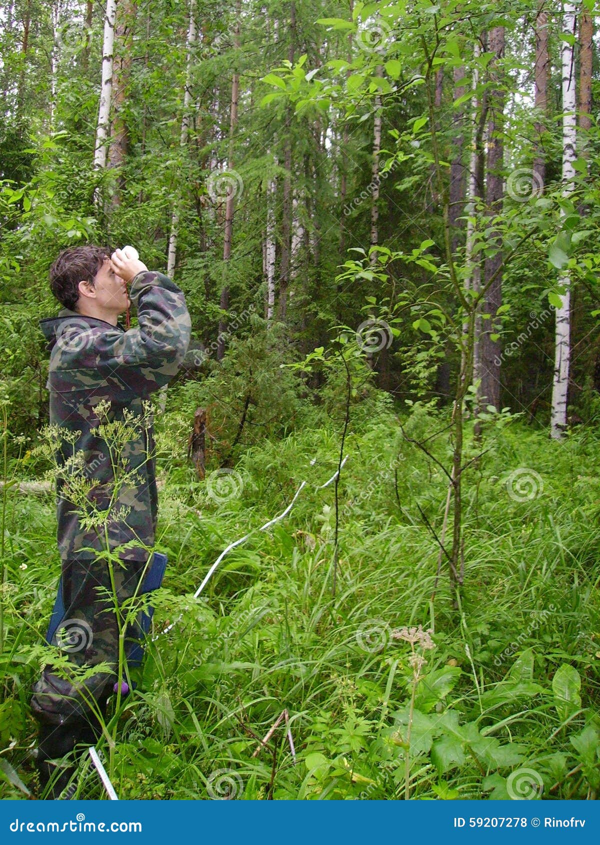 The Forester Measures the Trees in the Forest Stock Photo - Image of ...