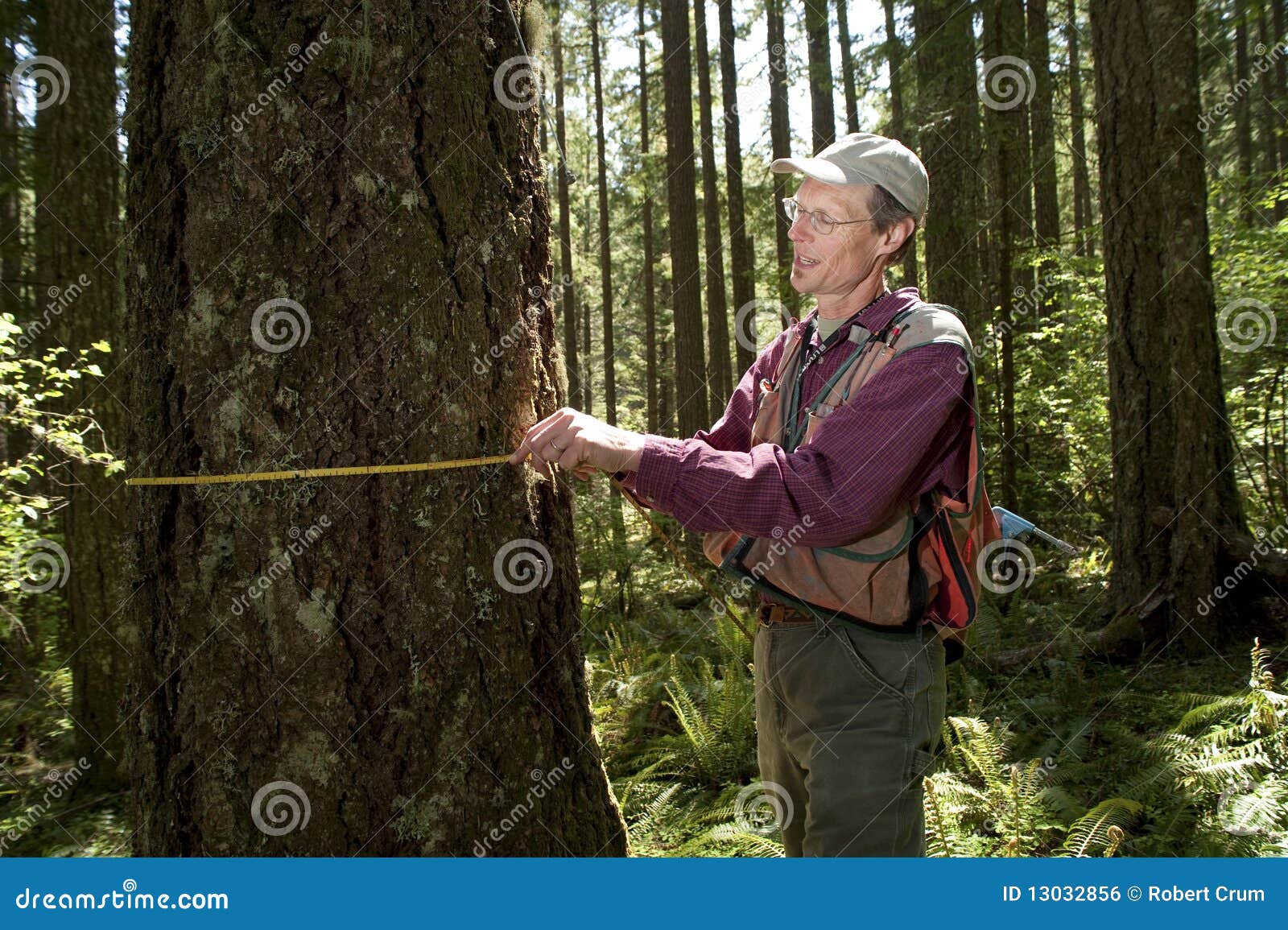 Forester in a Pacific Northwest Stock Photo - Image of woods, tall ...