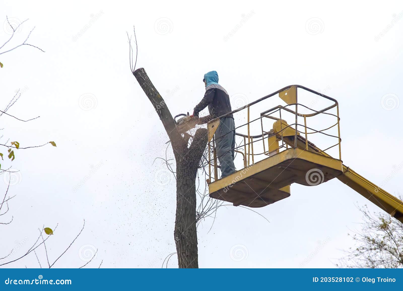 Forester Worker Cuts an Old Dry Tree with a Chainsaw Stock Photo ...