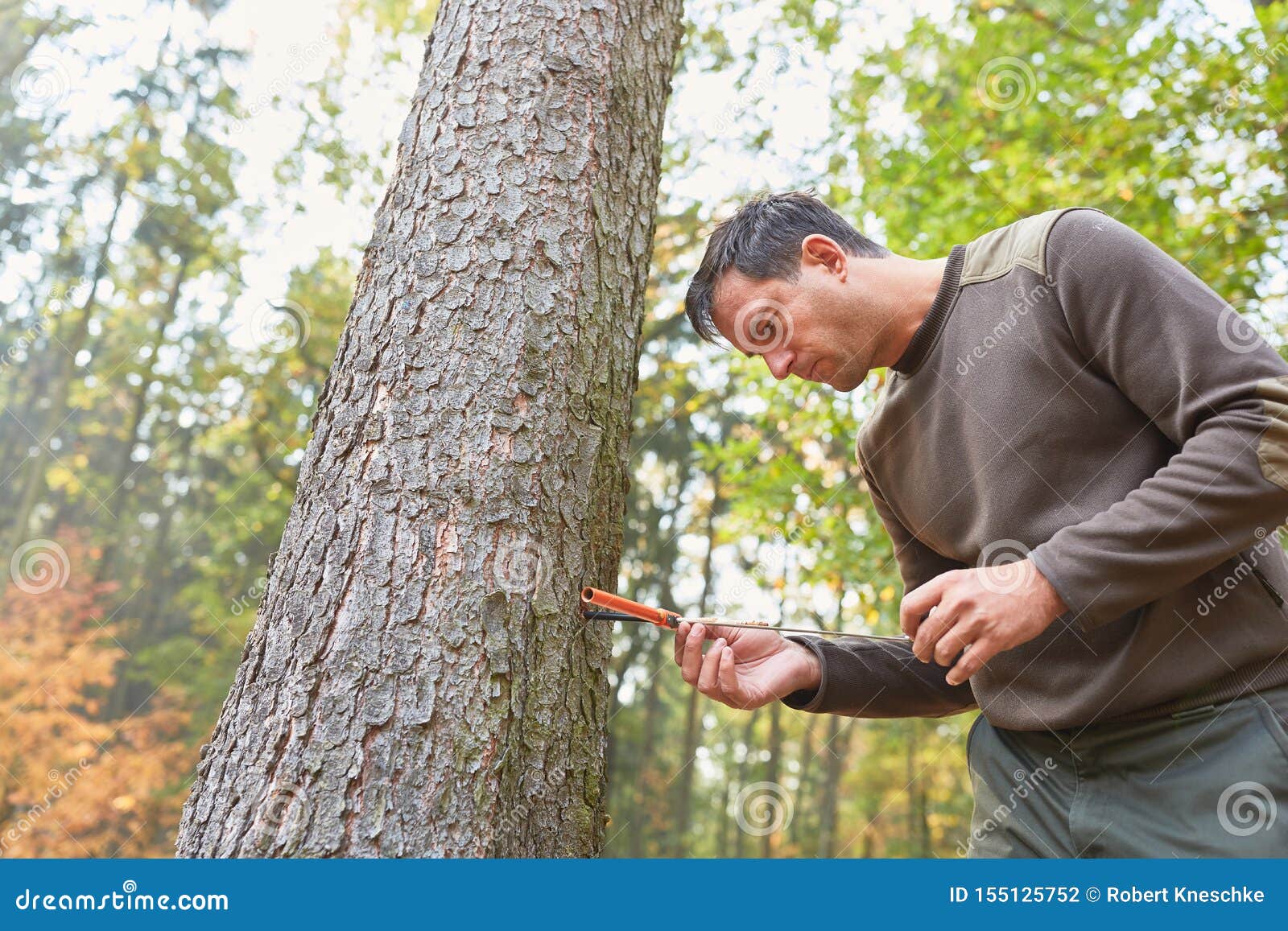 Foresters in the Age Determination of a Tree Stock Photo - Image of ...