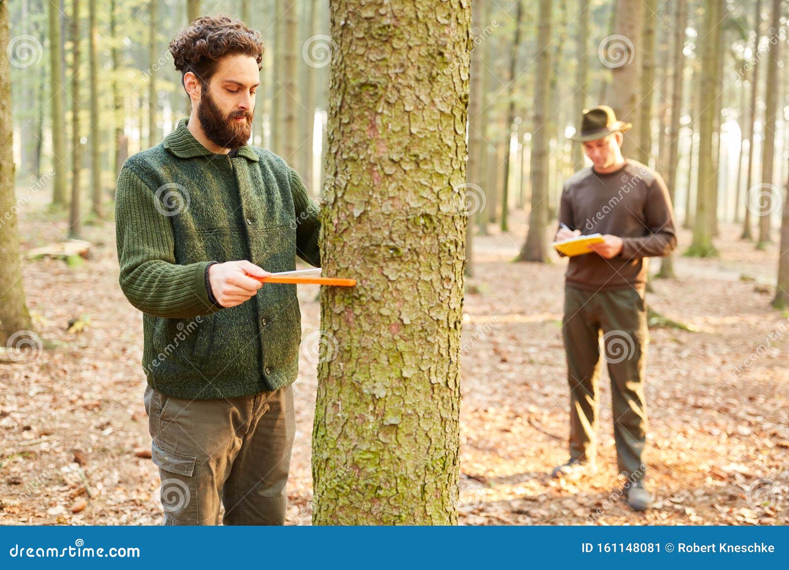 Foresters and Apprentices Measure the Trunk Diameter Stock Image ...