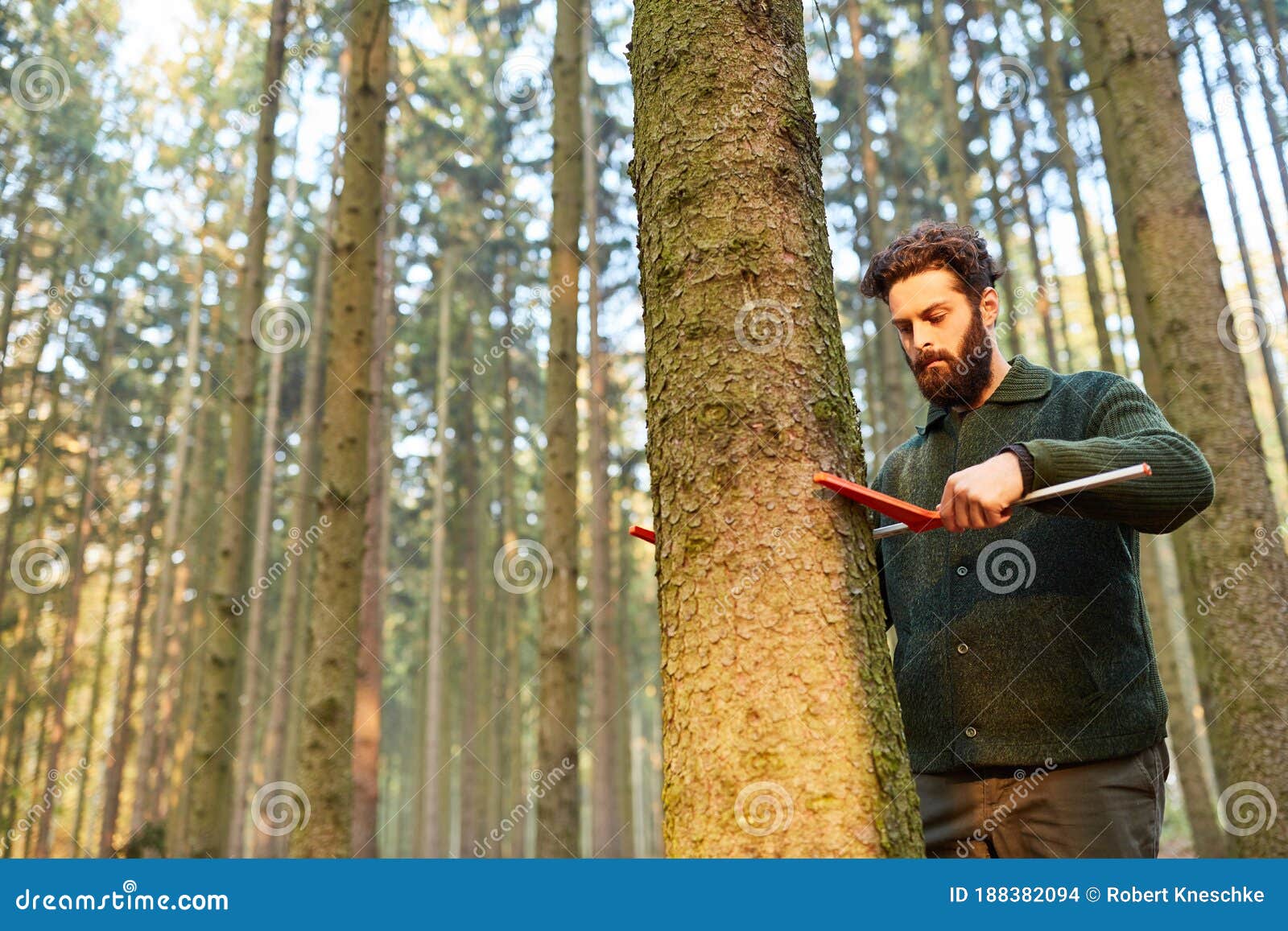 Foresters when Determining the Trunk Diameter Stock Photo - Image of ...