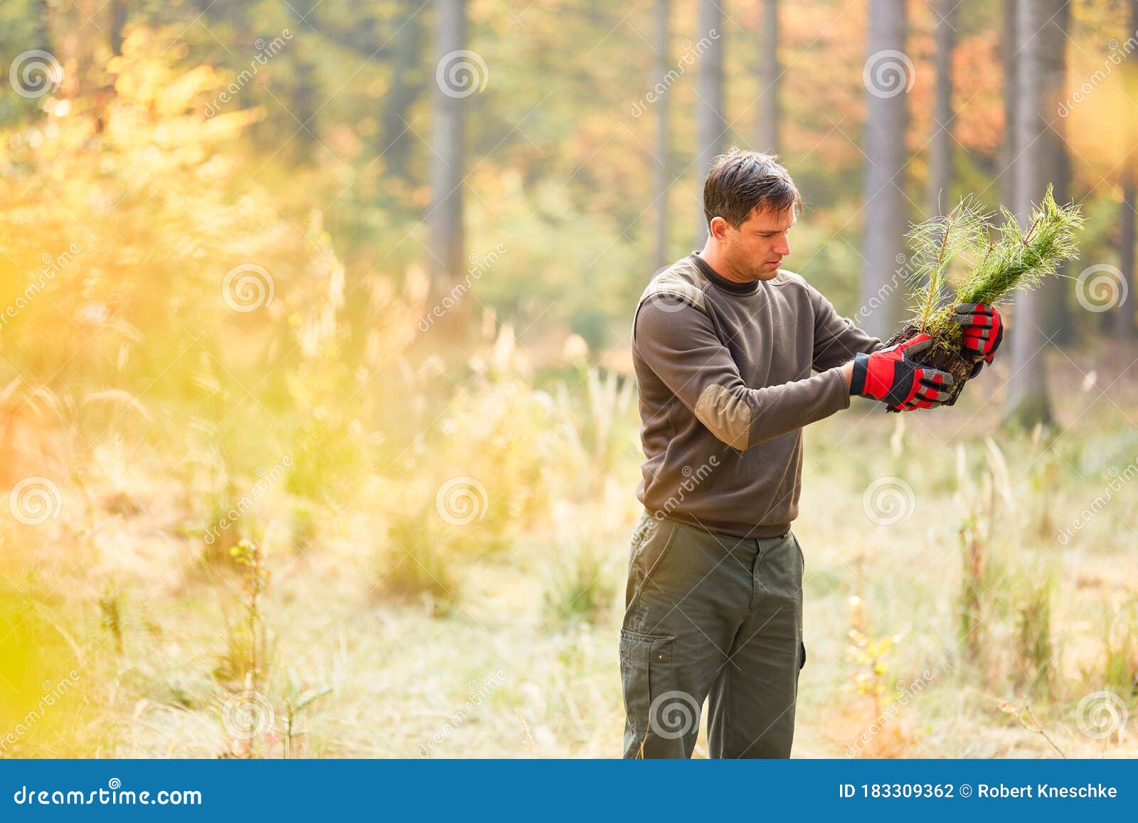 Foresters Planting Pine Seedlings Stock Photo - Image of reafforest ...