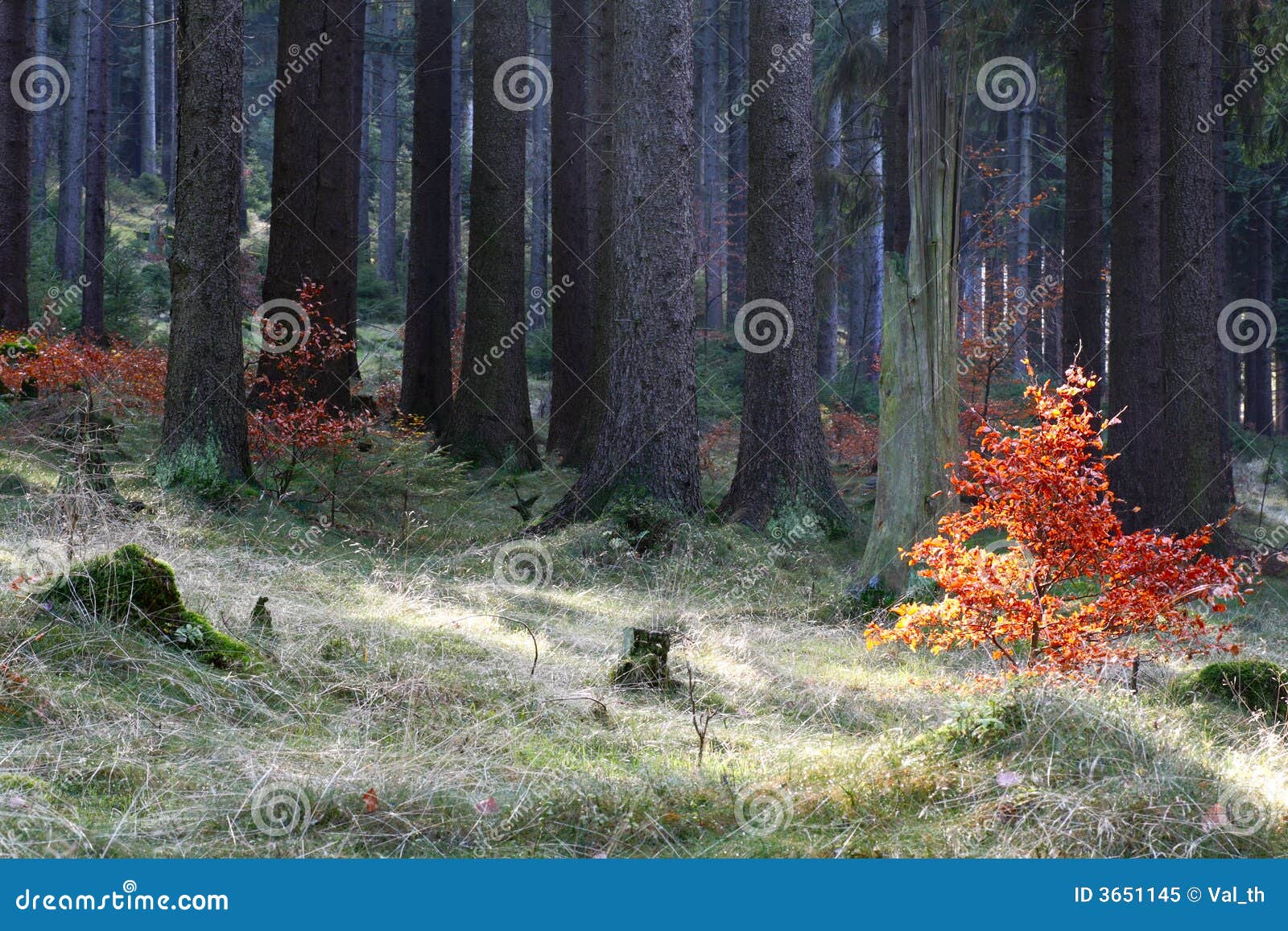 Forestin the fall stock image. Image of foliage, forest - 3651145