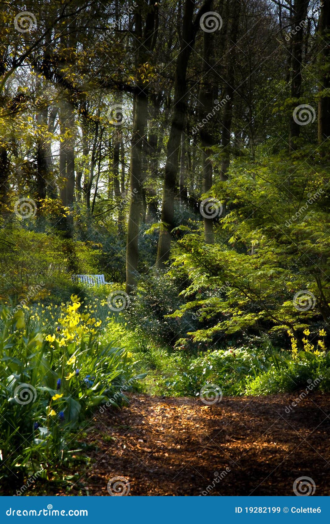 Forestpath in Spring with Flowers and Sunrays Stock Image - Image of ...