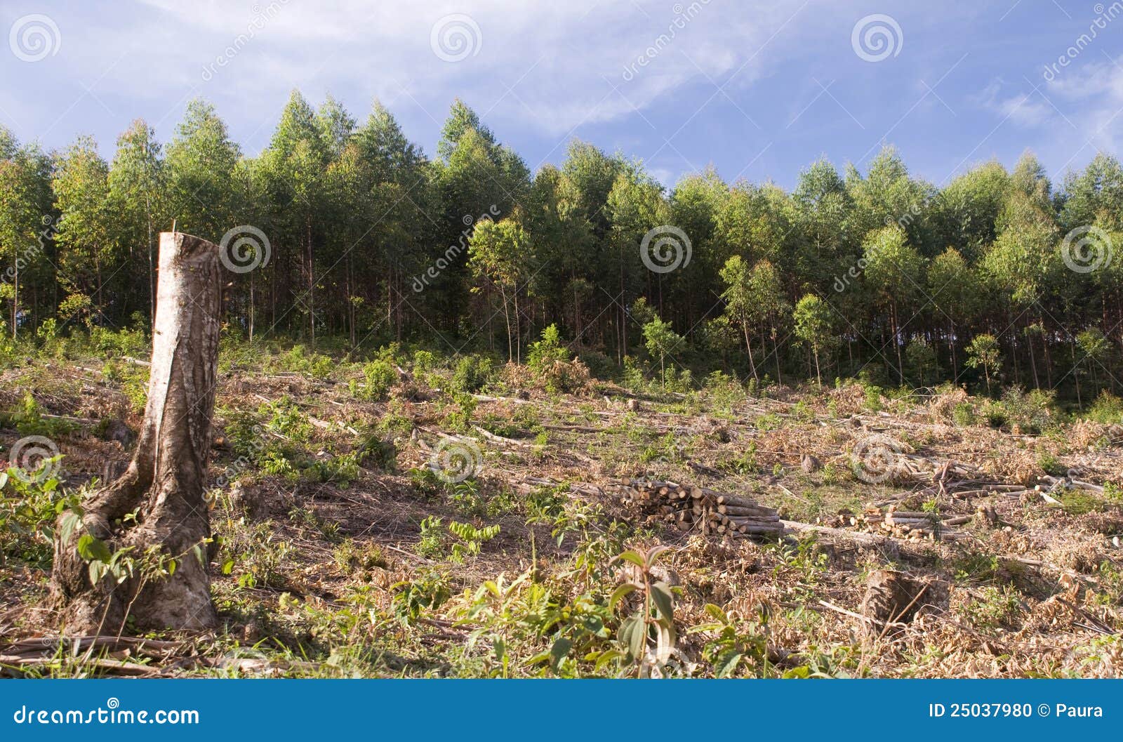 Forestry stock photo. Image of source, sustainable, biodiversity - 25037980