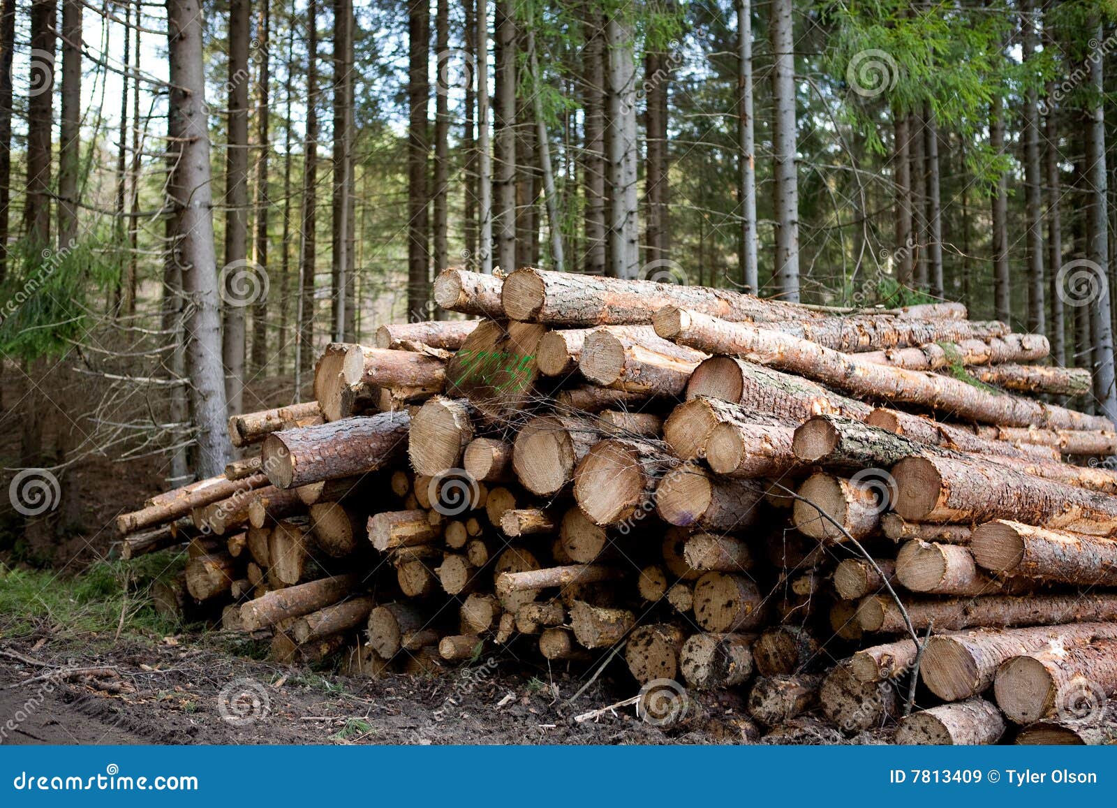 Forestry stock image. Image of background, pattern, pine - 7813409