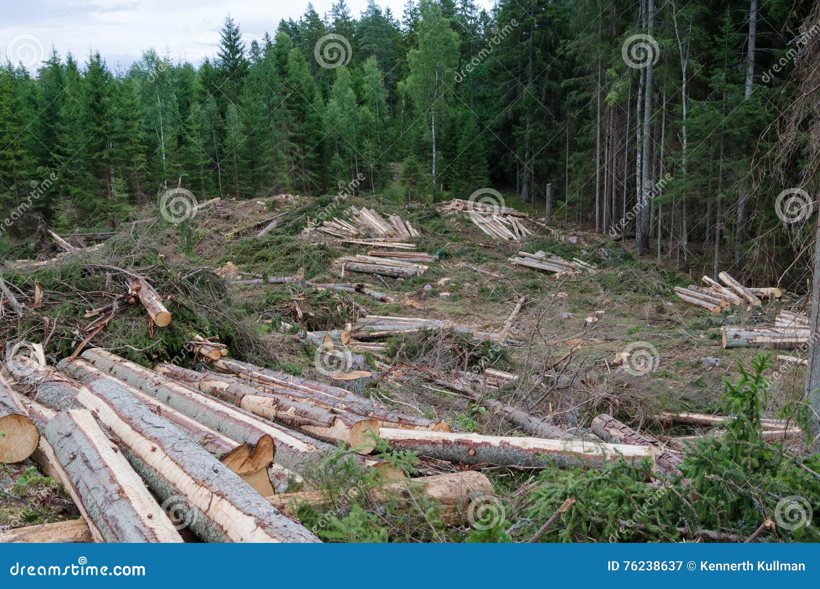 Forestry with a Clear Cut Area Stock Image - Image of space, treetrunk ...