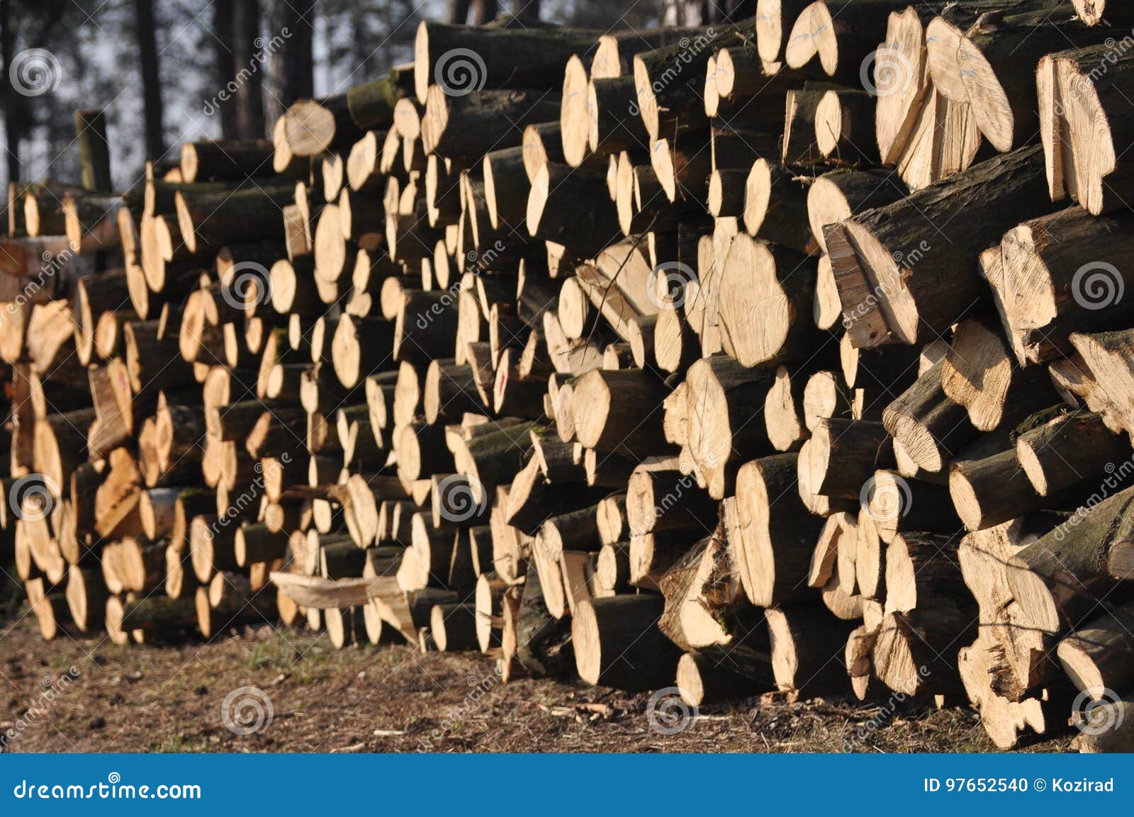 Forestry Clearance and Storage Timber. Stock Photo - Image of jars ...