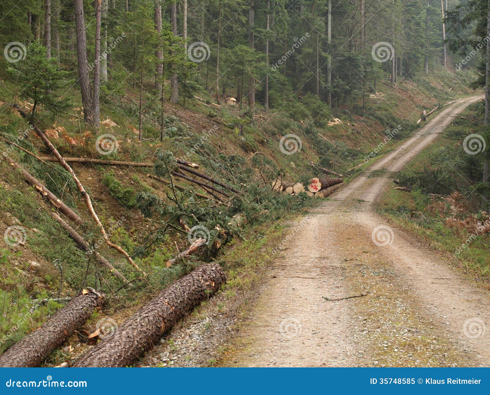 Forestry stock image. Image of countryside, sustained - 35748585