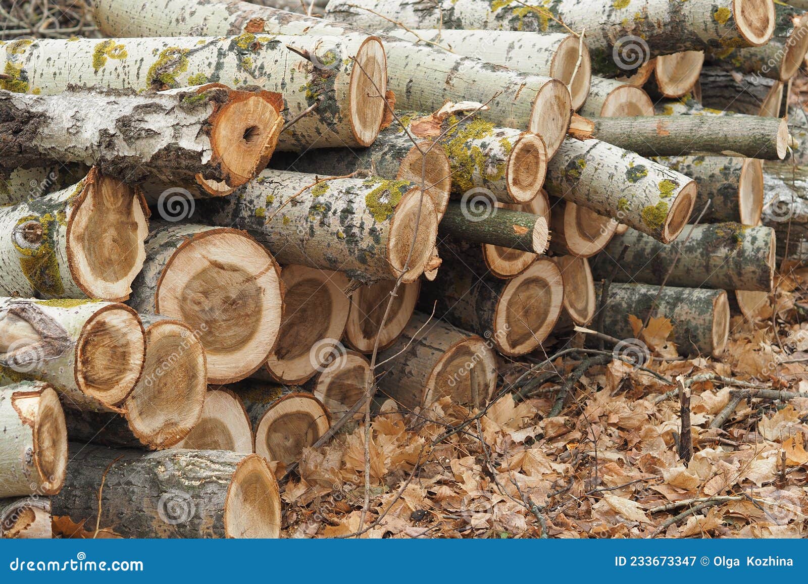 Forestry. Deforestation, Obtaining Timber. Logging Industry. Ecology ...