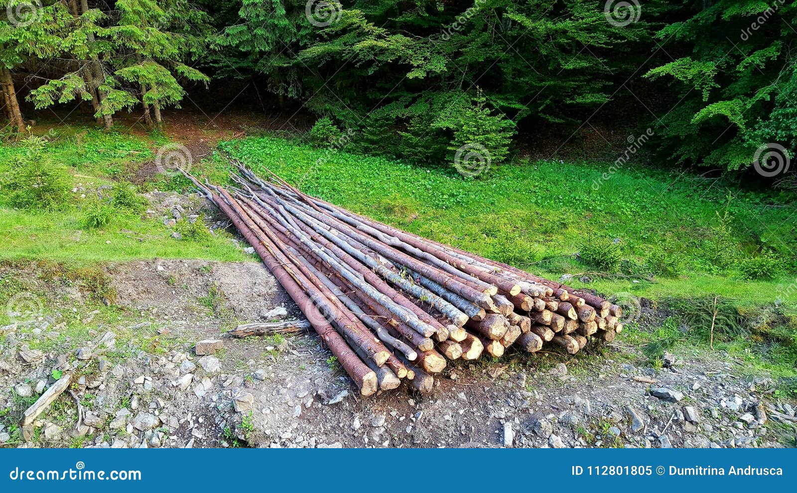 Forestry exploitation wood stock image. Image of environmental - 112801805