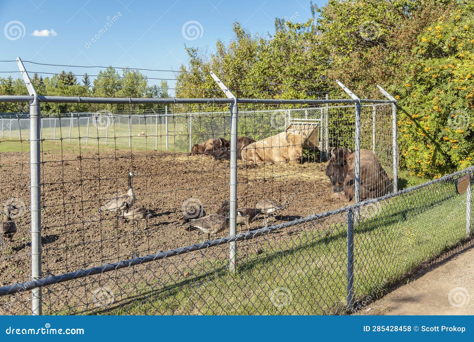 Forestry Farm in the City of Saskatoon, Canada Stock Photo - Image of ...
