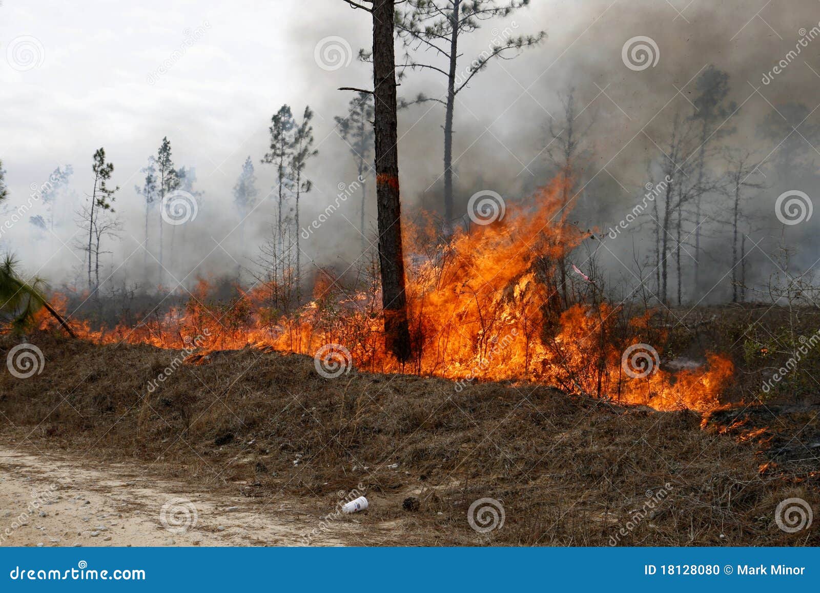 Forestry fire stock photo. Image of bush, control, fire - 18128080