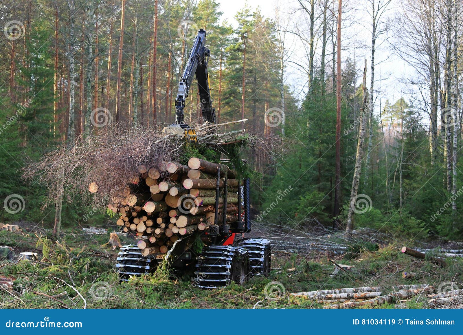 Forestry Forwarder Stacks Up Wood Stock Image - Image of chains, full ...