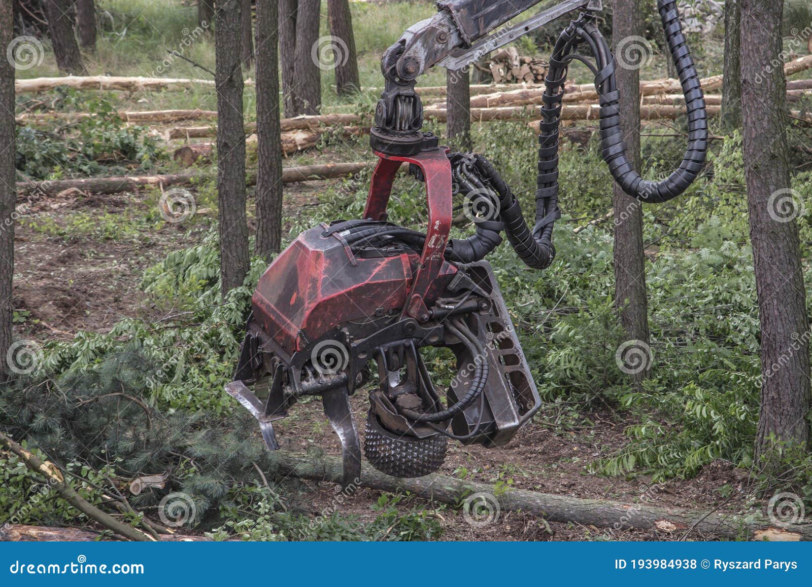 Forestry Harvester during a Job among Trees Stock Photo - Image of ...