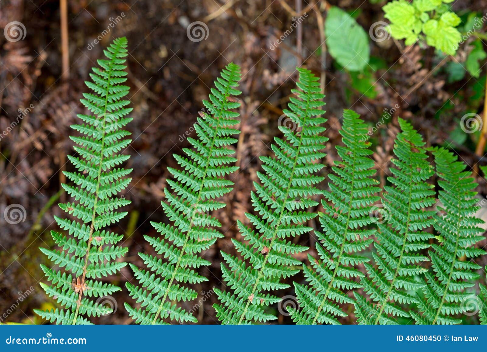 Forestry stock photo. Image of beauty, close, green, foliage - 46080450