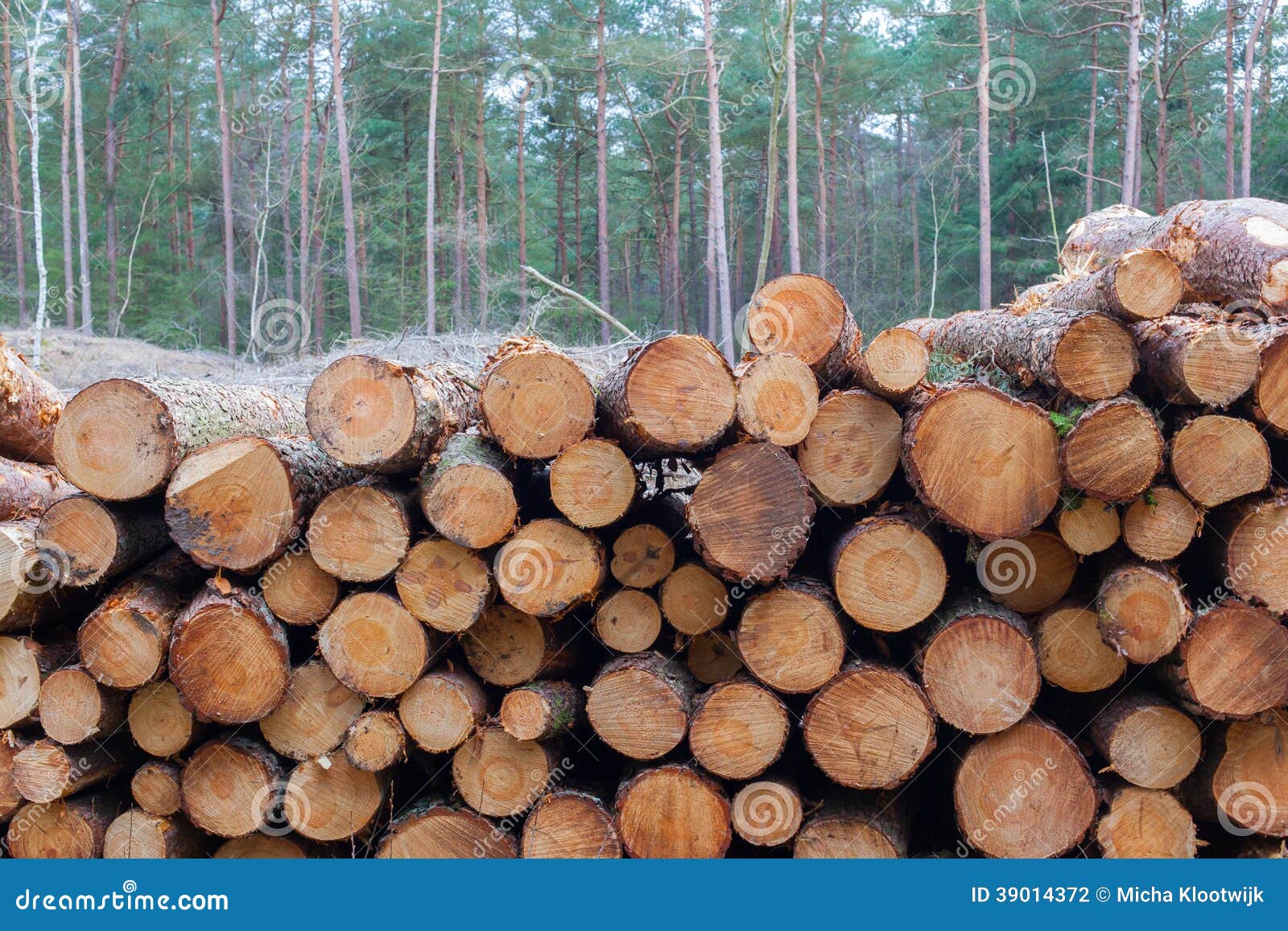 Forestry Industry Tree Felling Stock Photo - Image of green, logs: 39014372