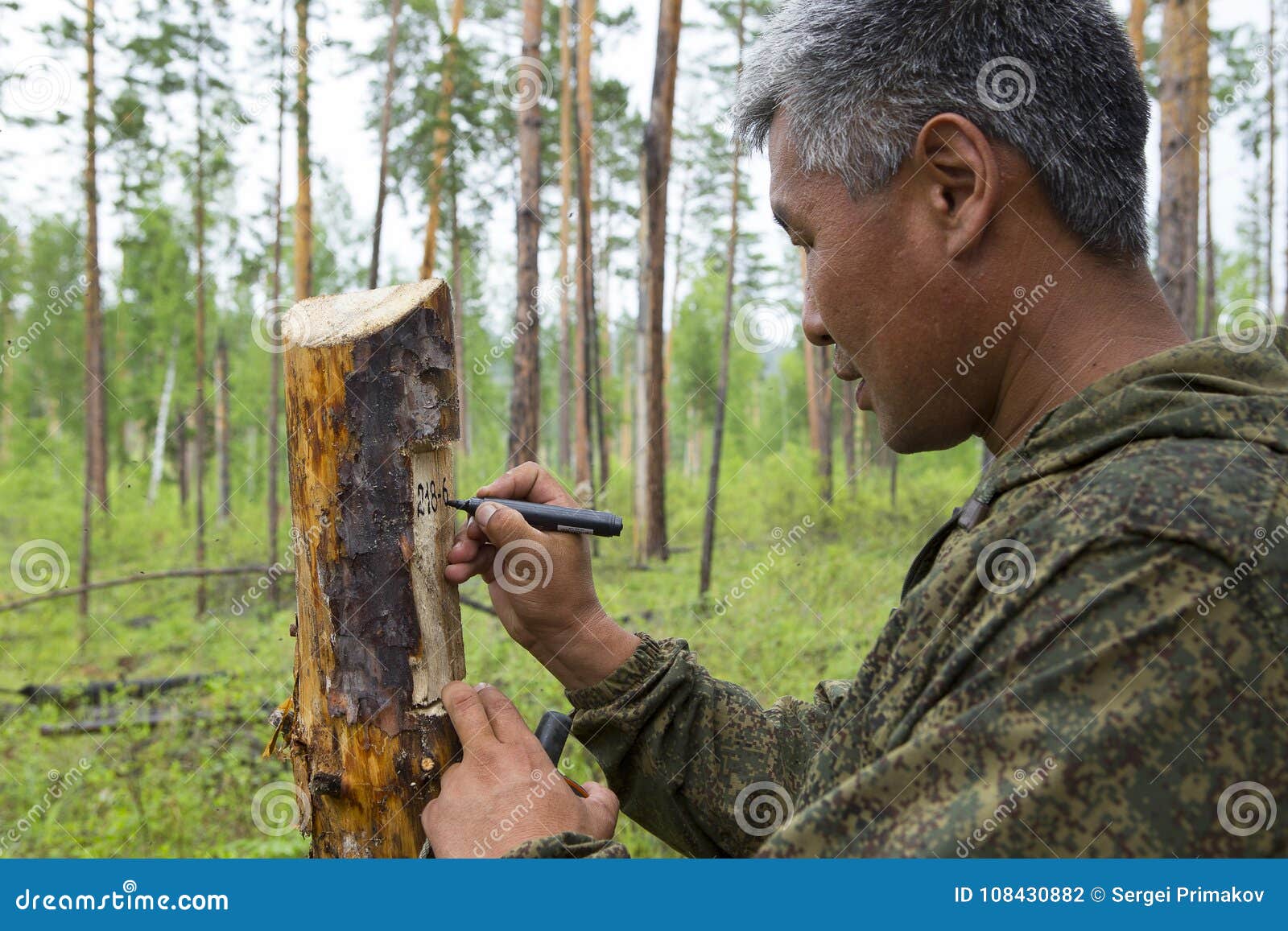 Forest Inspectors Work in the Forest. Stock Photo - Image of lumber ...