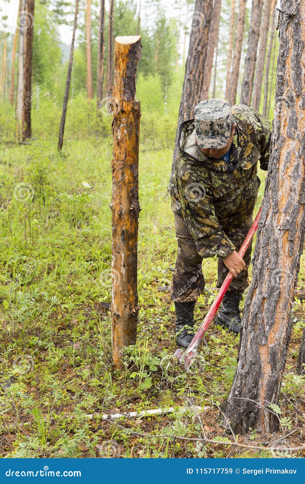 Forest Inspectors Work in the Forest. Stock Image - Image of forest ...