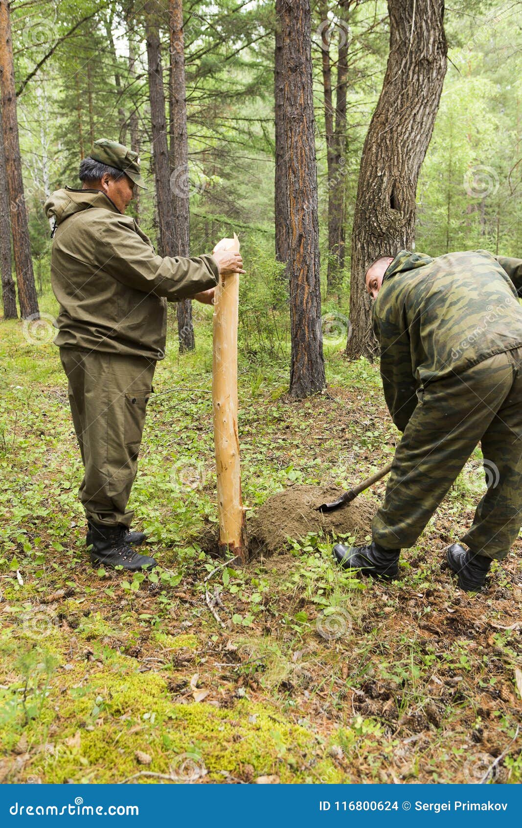 Forest Inspectors Work in the Forest. Stock Photo - Image of sanitary ...