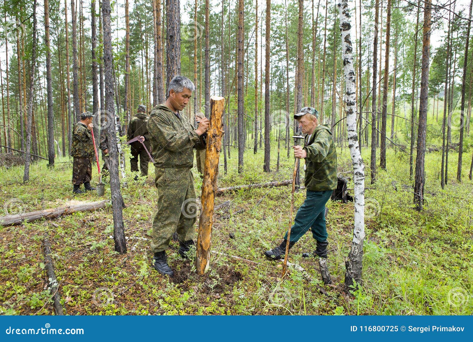 Forest Inspectors Work in the Forest. Stock Image - Image of sawing ...