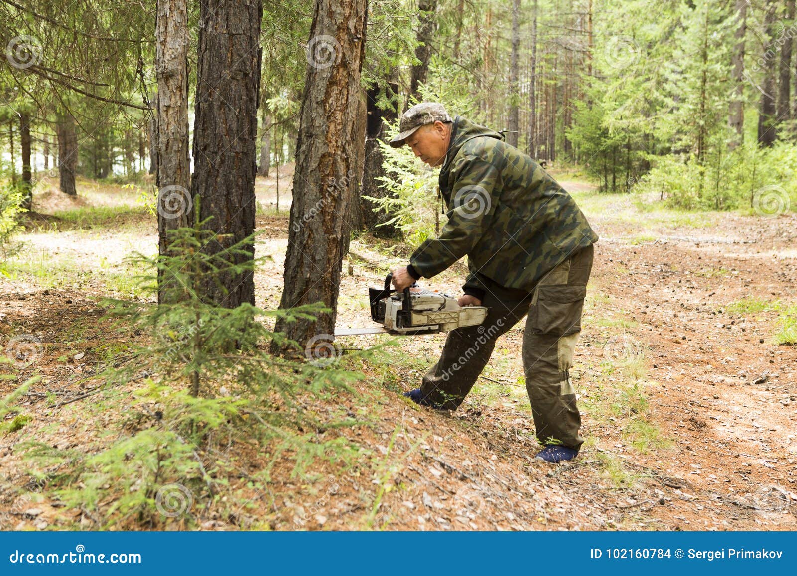 Forest Inspectors Work in the Forest. Stock Photo - Image of tool ...