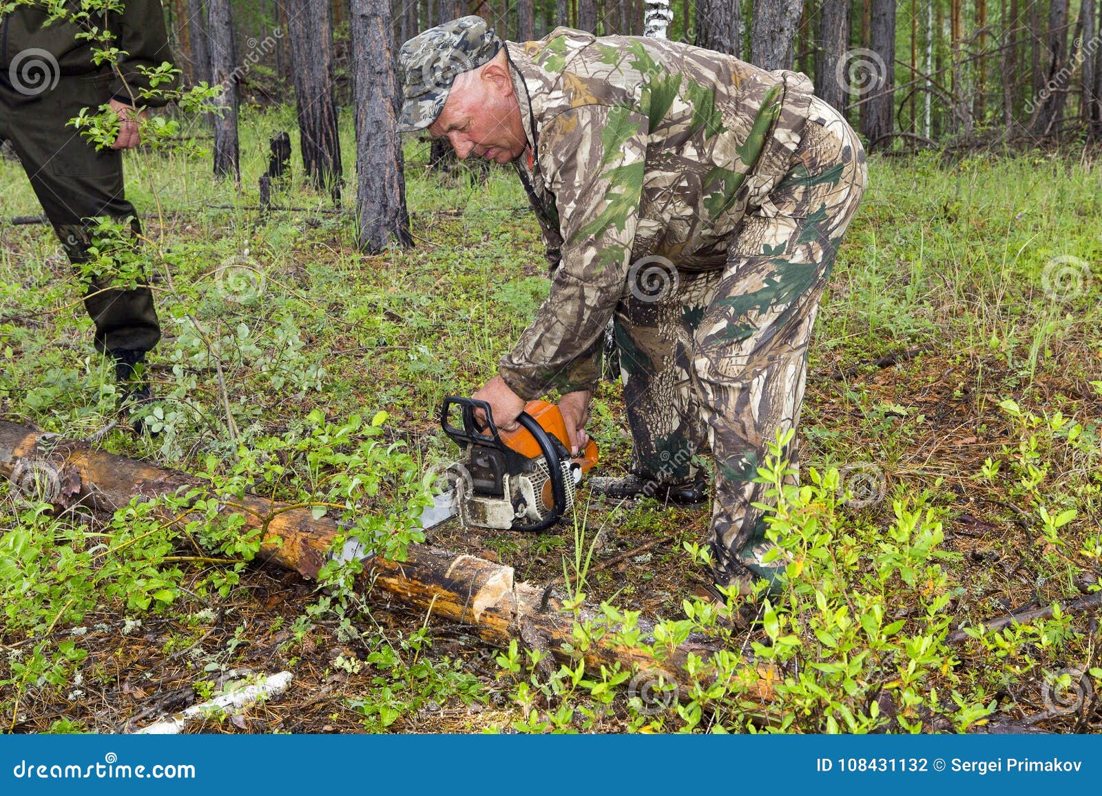 Forest Inspectors Work in the Forest. Stock Photo - Image of felling ...
