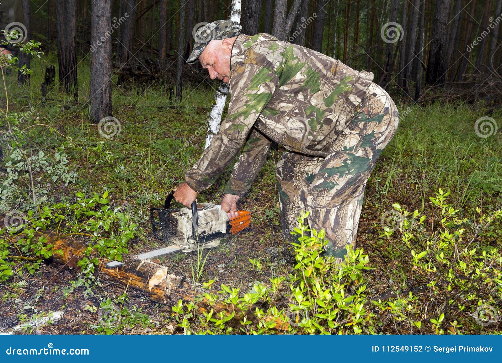Forest Inspectors Work in the Forest. Stock Photo - Image of trees ...