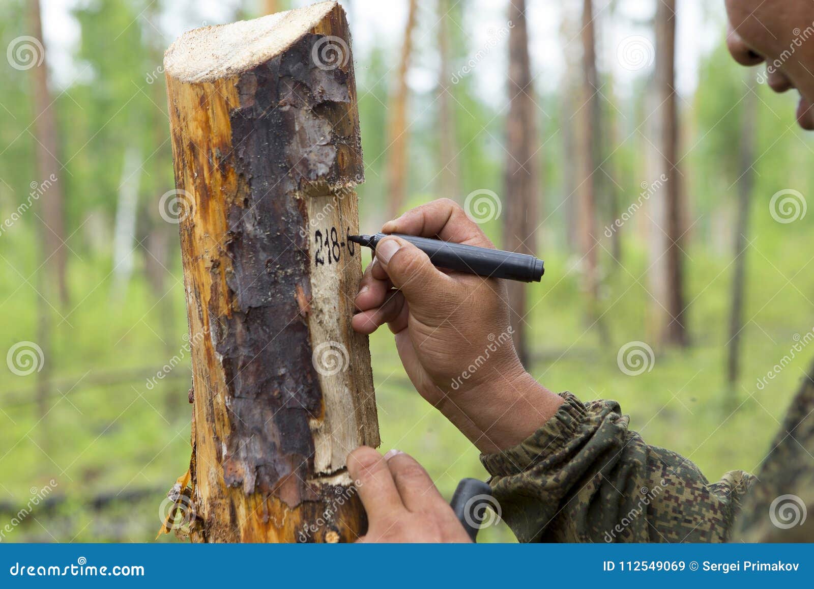 Forest Inspectors Work in the Forest. Stock Image - Image of lumber ...