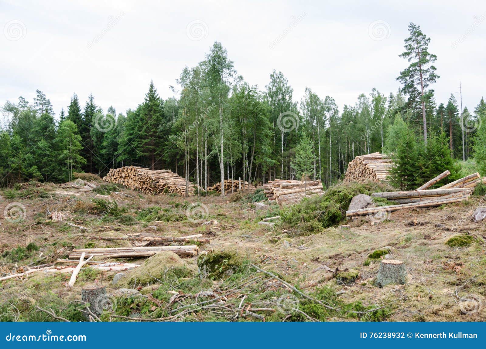 Forestry landscape stock photo. Image of green, coniferous - 76238932
