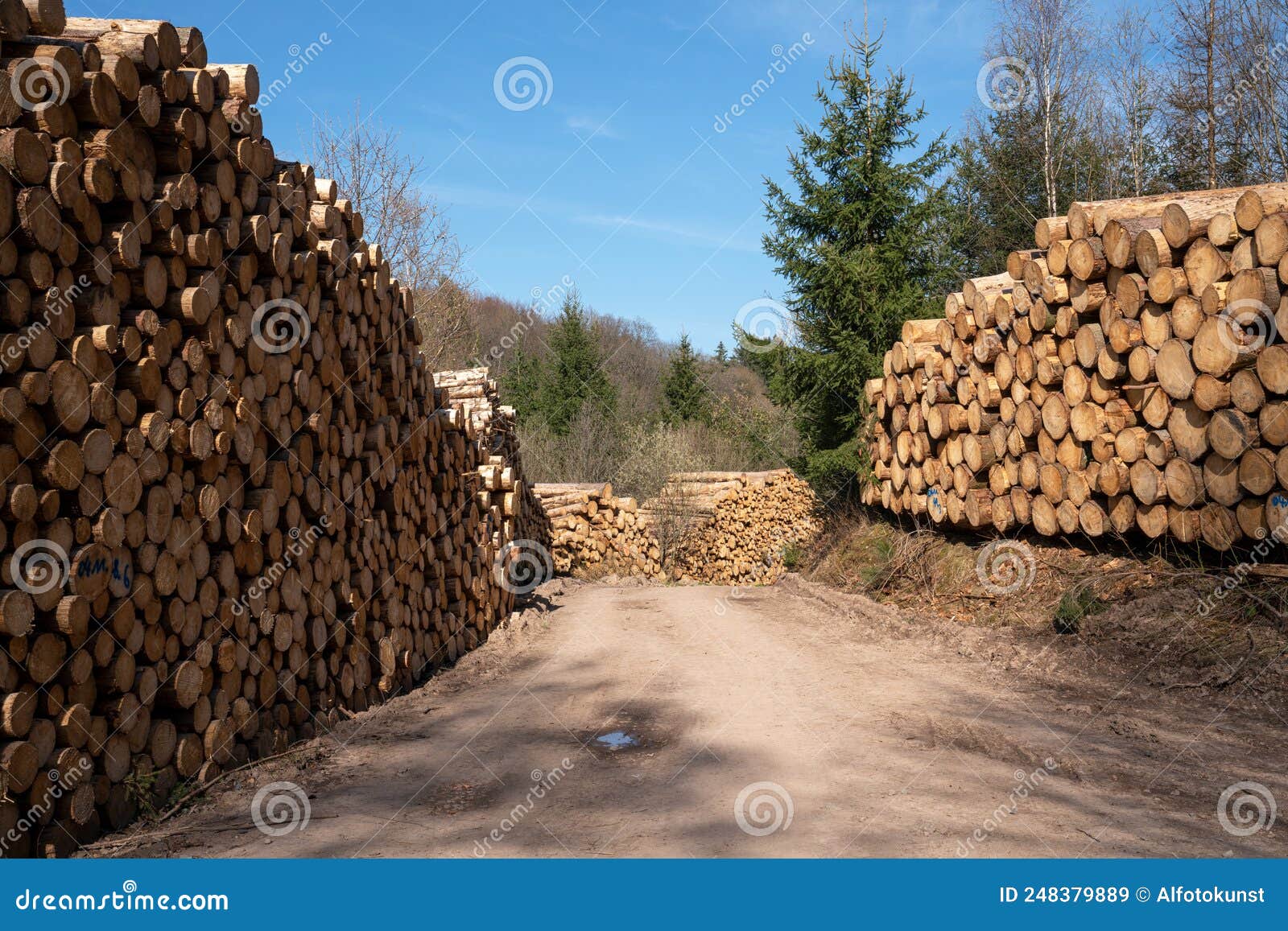 Forestry, Log Piles and Footpath Stock Image - Image of outdoor ...