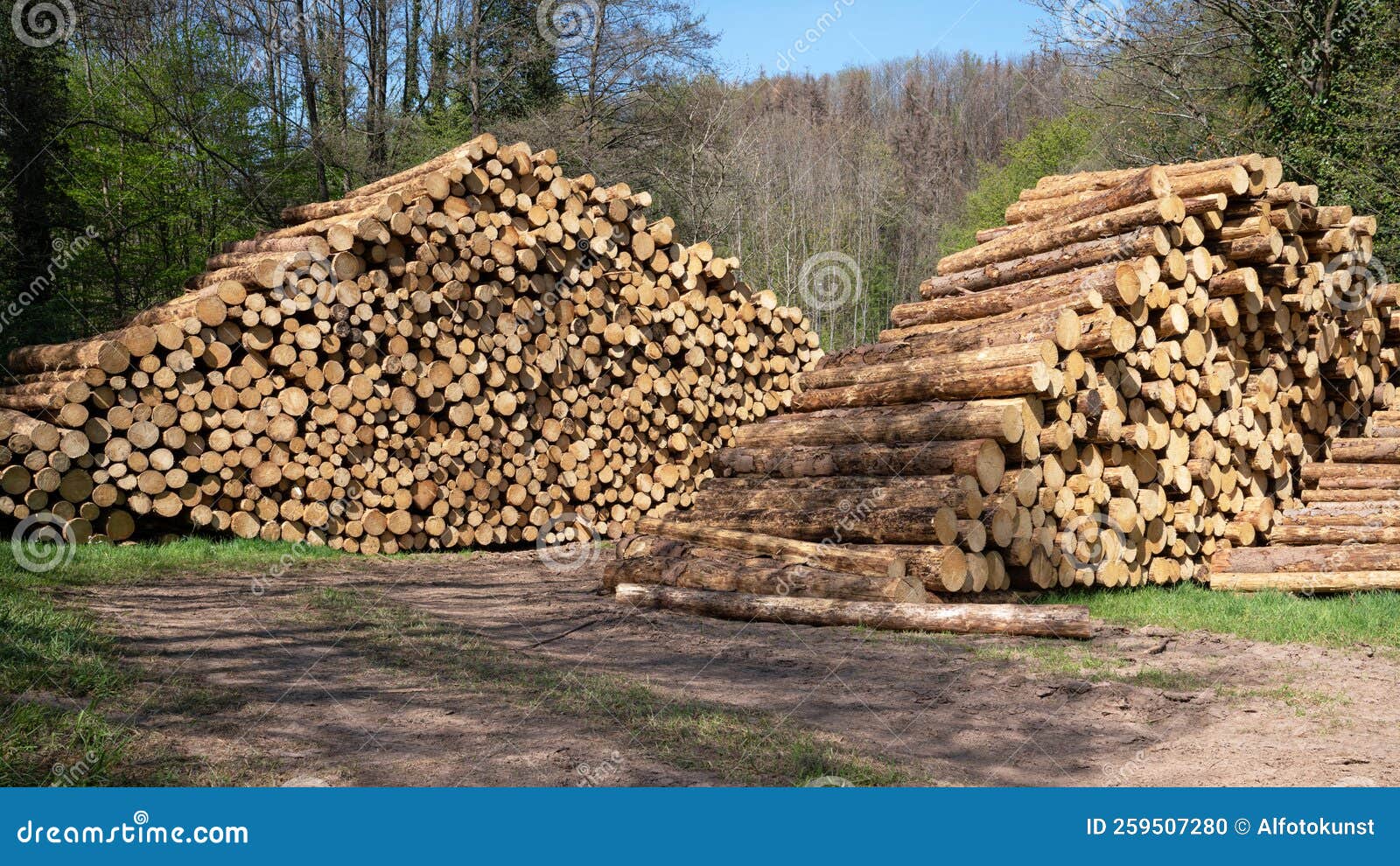 Forestry, log piles stock photo. Image of pile, forest - 259507280